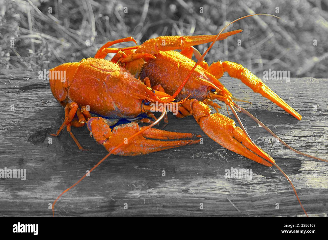 Two boiled crayfish at a picnic in nature Stock Photo - Alamy