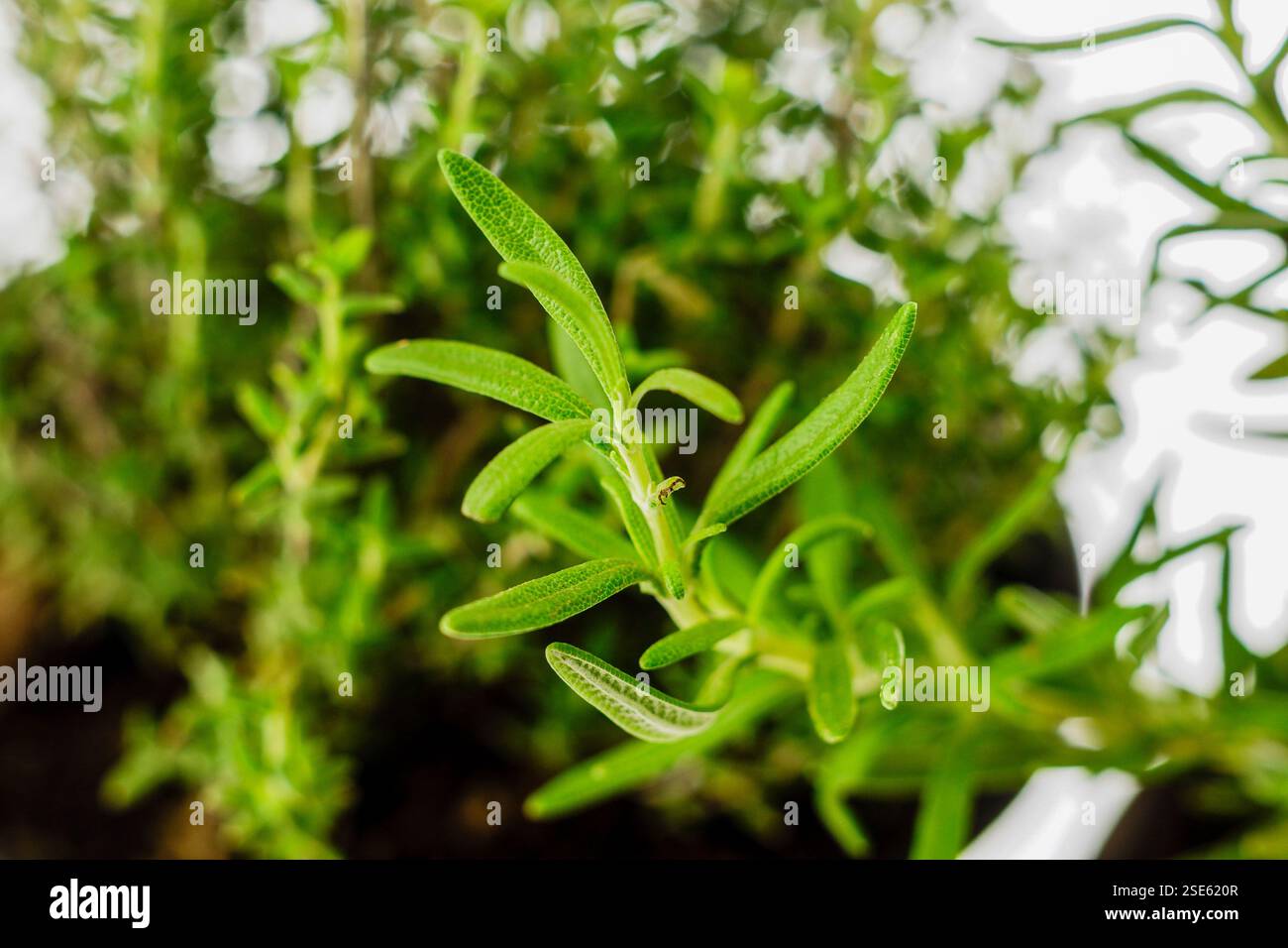 thyme (Thymus vulgaris) subshrub of the family of the labiate and ...