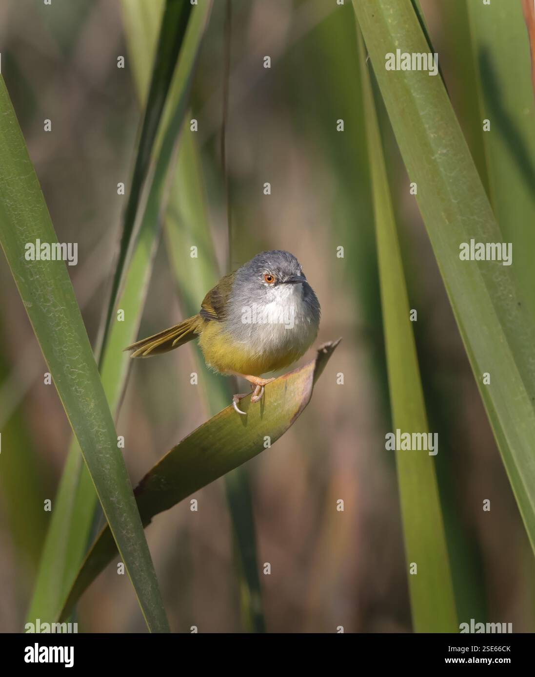 Yellow-bellied Prinia on long grass. yellow-bellied prinia is a species ...