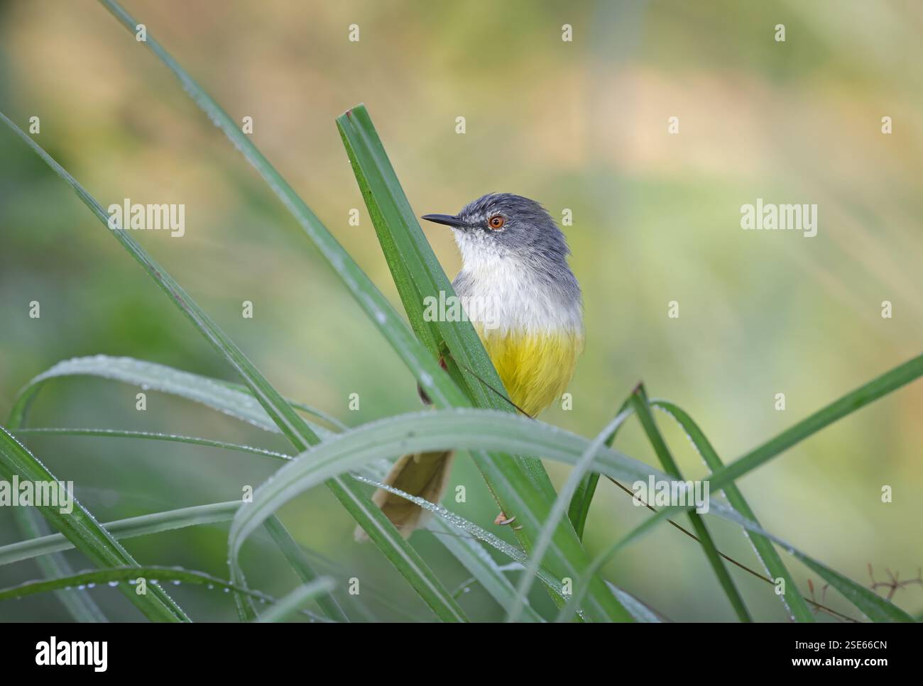 Yellow-bellied Prinia on long grass. yellow-bellied prinia is a species ...