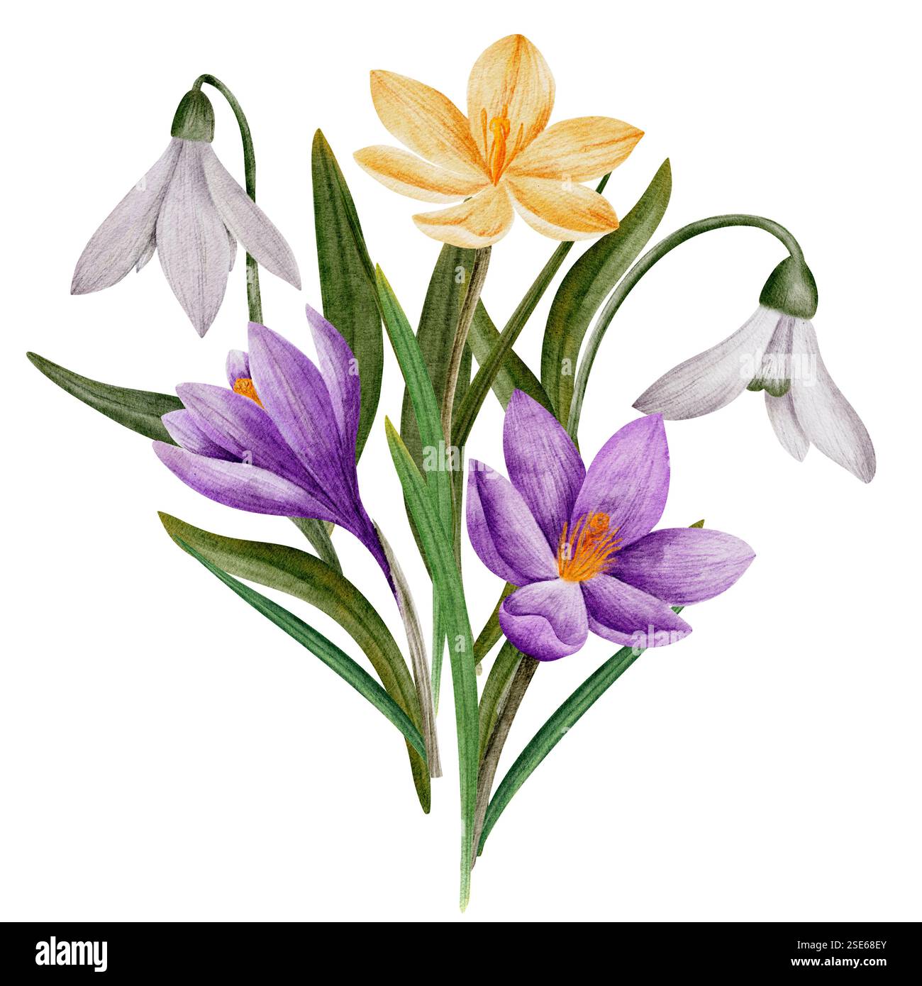 crocus and snowdrop flowers, watercolor bouquet, isolated on white ...