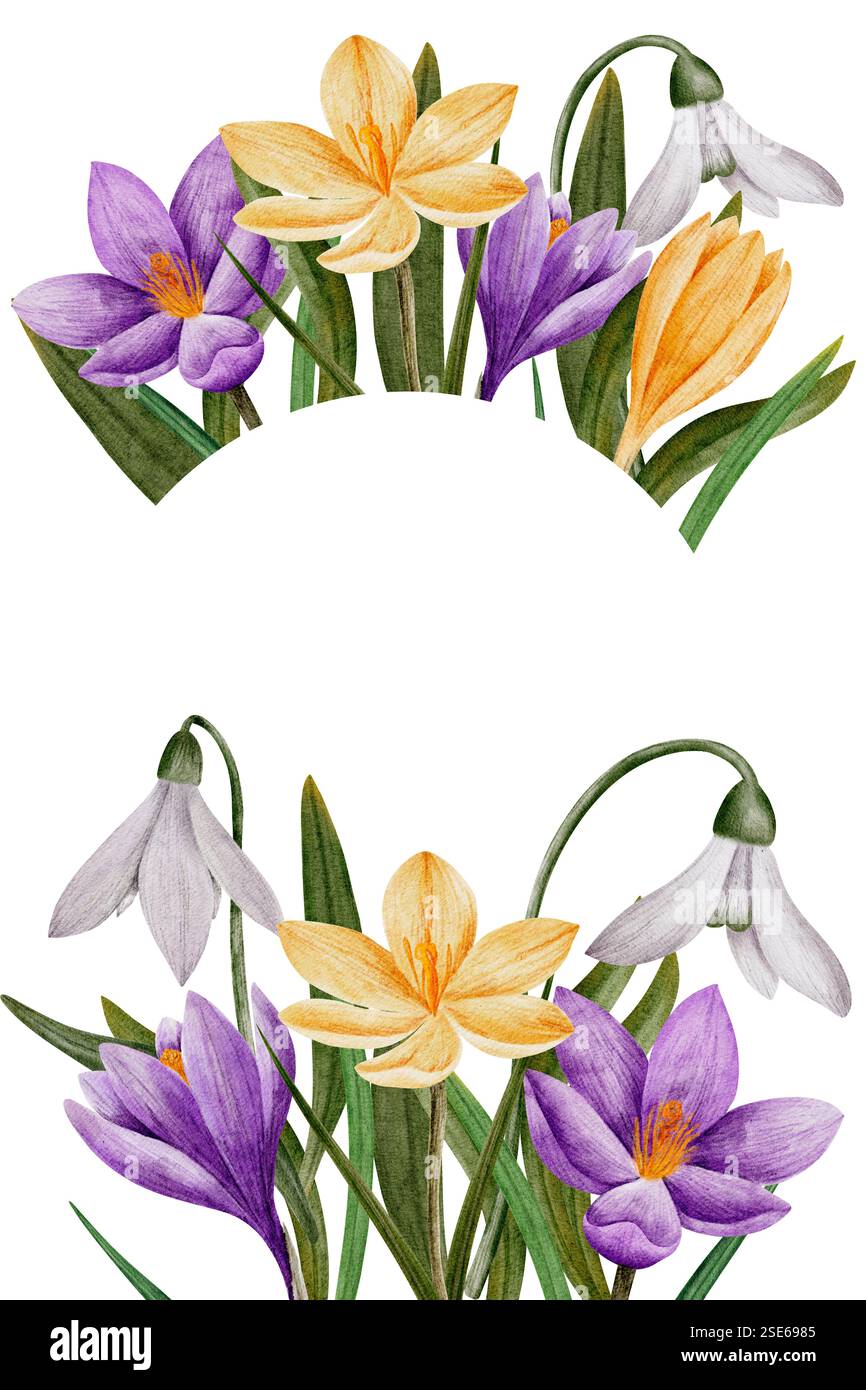 crocus and snowdrop flowers, watercolor illustration. Hand drawn ...