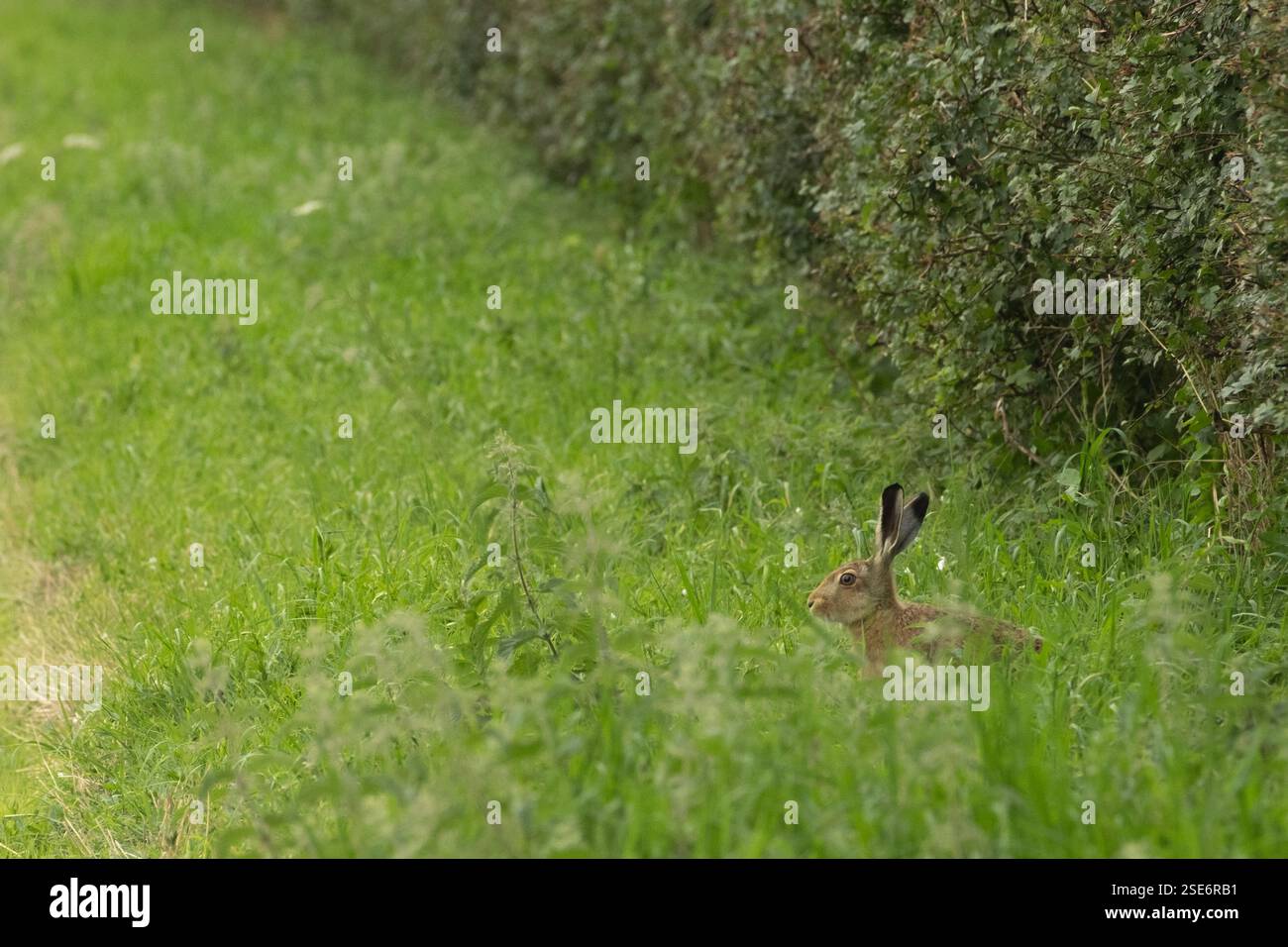Young brown hare (leveret) on Lincolnshire arable farmland Stock Photo ...