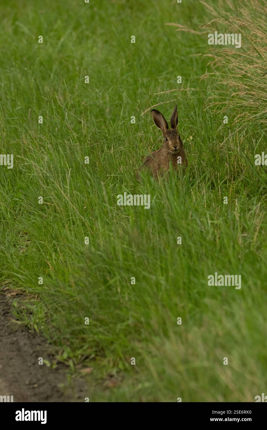 Young brown hare (leveret) on Lincolnshire arable farmland Stock Photo ...