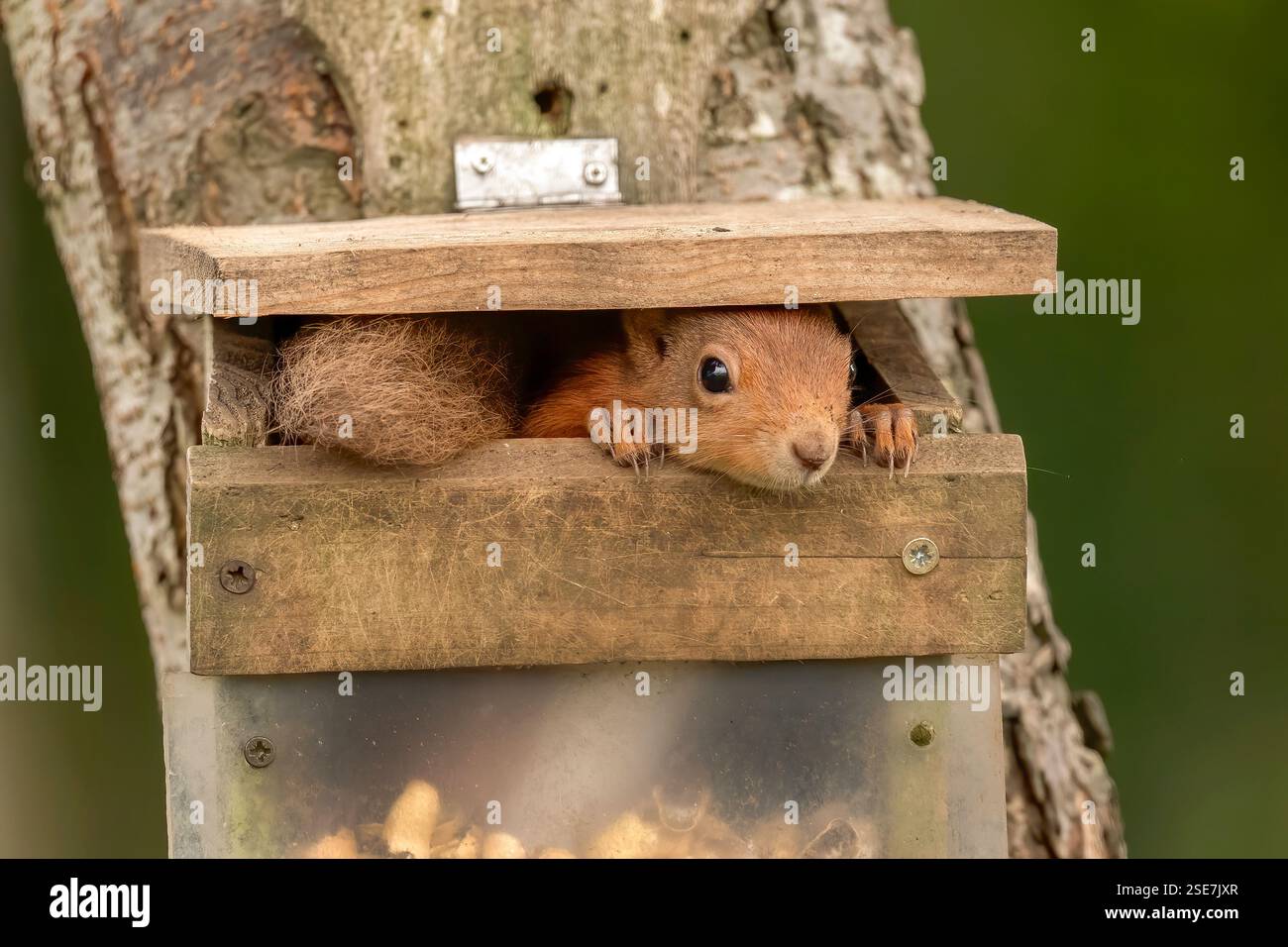 Red squirrel sitting in a feeding box looking out Stock Photo - Alamy