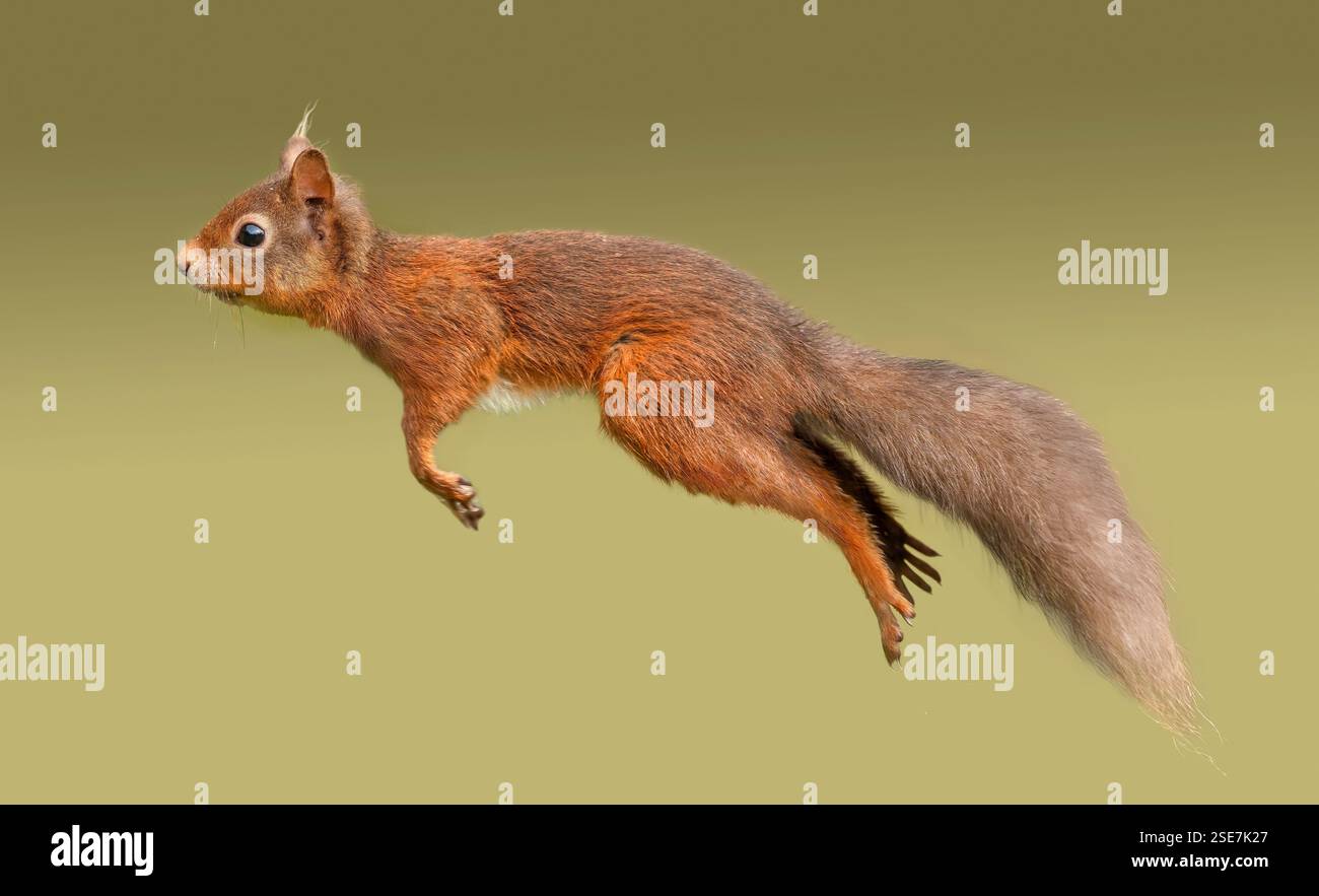 Red squirrel jumping from a branch Stock Photo - Alamy