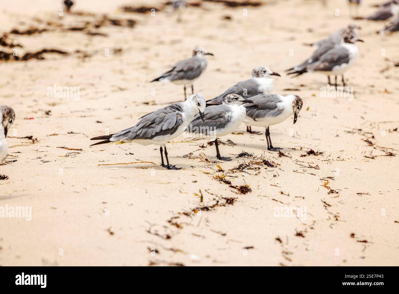 Seagulls standing on sandy beach with scattered seaweed under bright ...