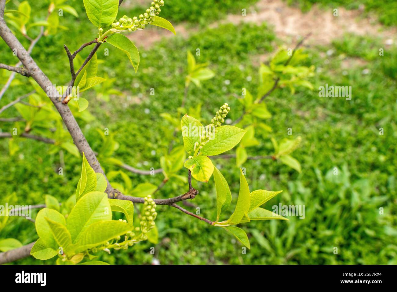 lilac branches in early spring Stock Photo - Alamy