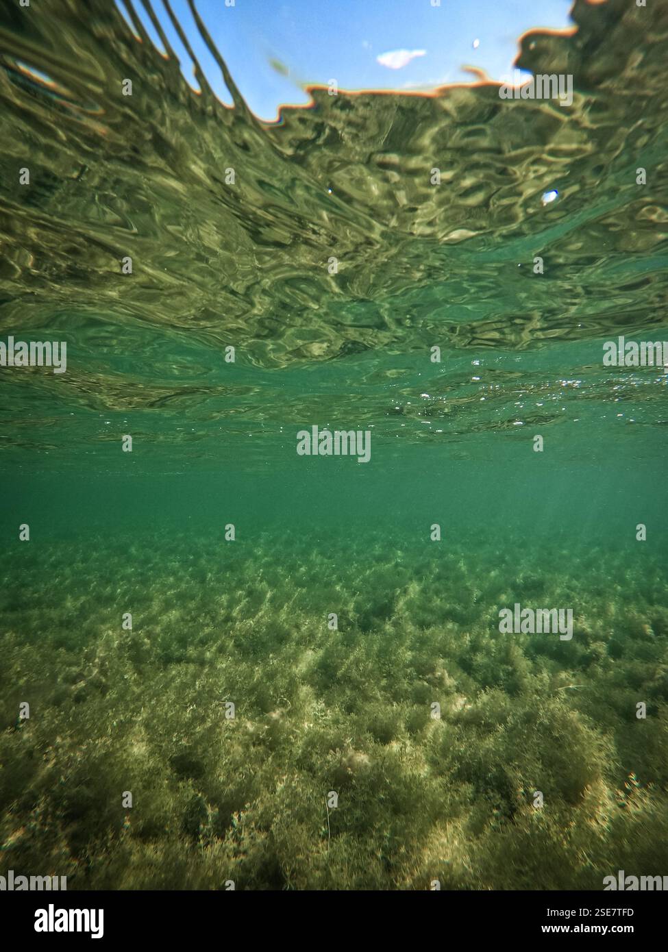 Underwater background; shallow green freshwater scene with sunlight ...