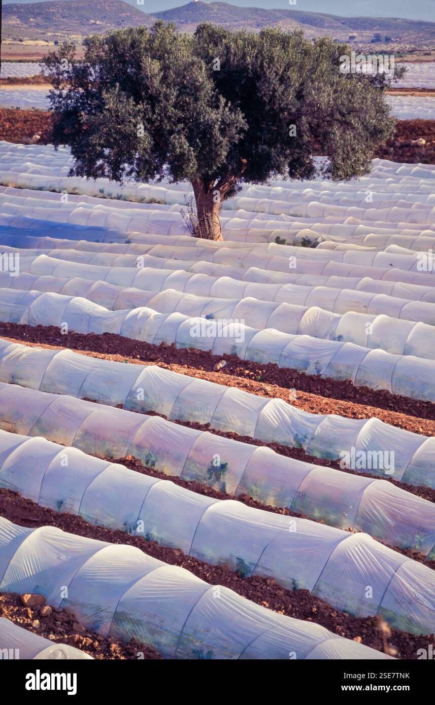 Lonely tree surrounded by strawberry crops covered in small greenhouses ...