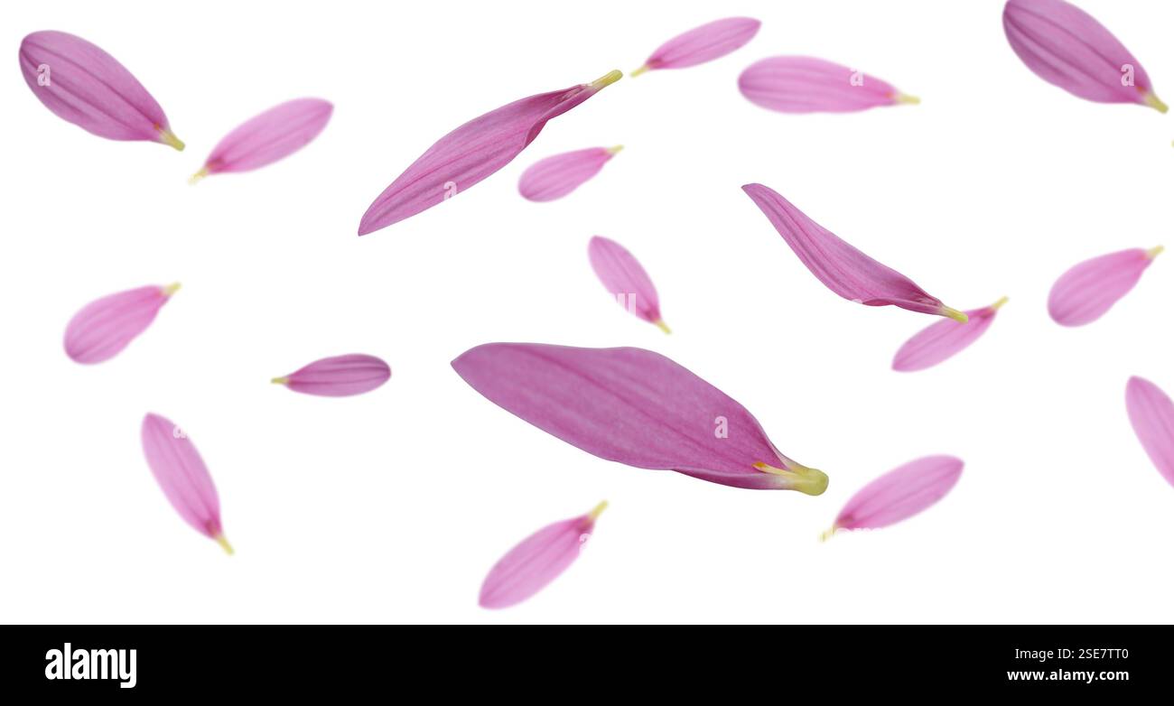 Many flying flower petals on white background Stock Photo - Alamy