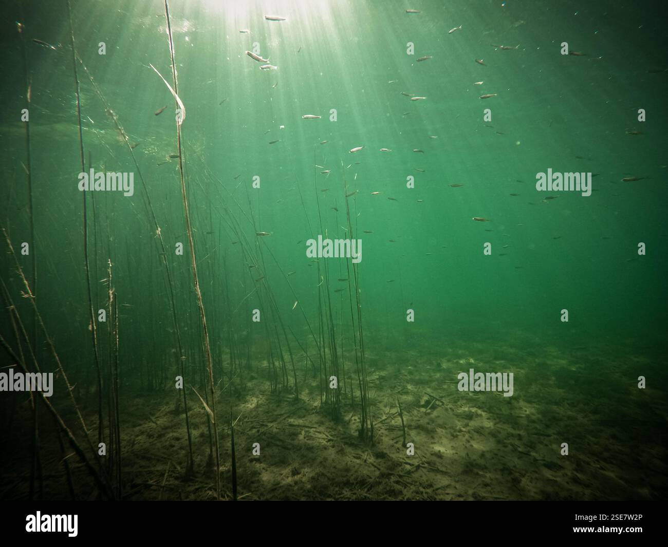 Underwater background; freshwater flora and fauna with water plants and ...