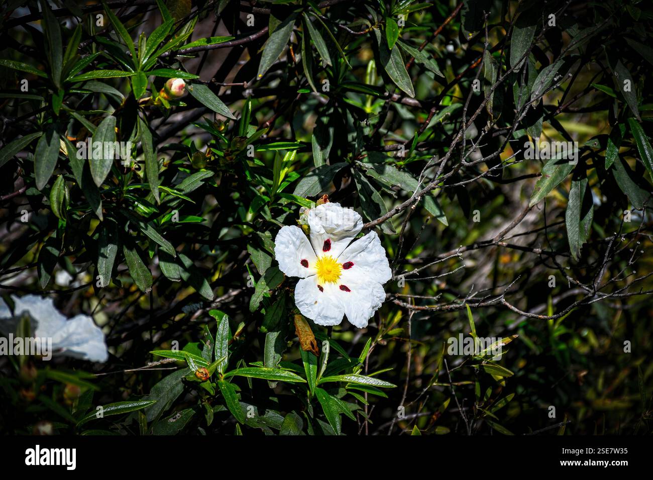 A Serene Bloom: White Flowers of Jara in National Park of Cabañeros ...