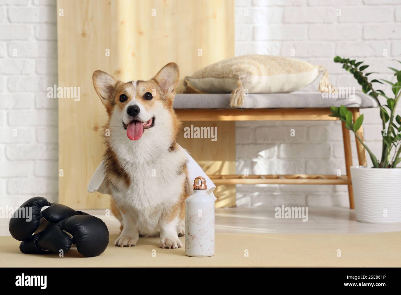 Cute Corgi dog with sports water bottle and boxing gloves at home Stock ...