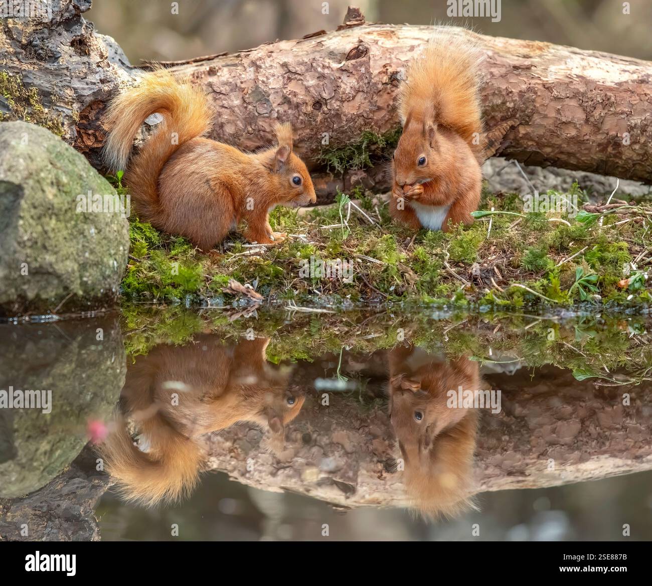 Red Squirrel babies in front of water Stock Photo - Alamy