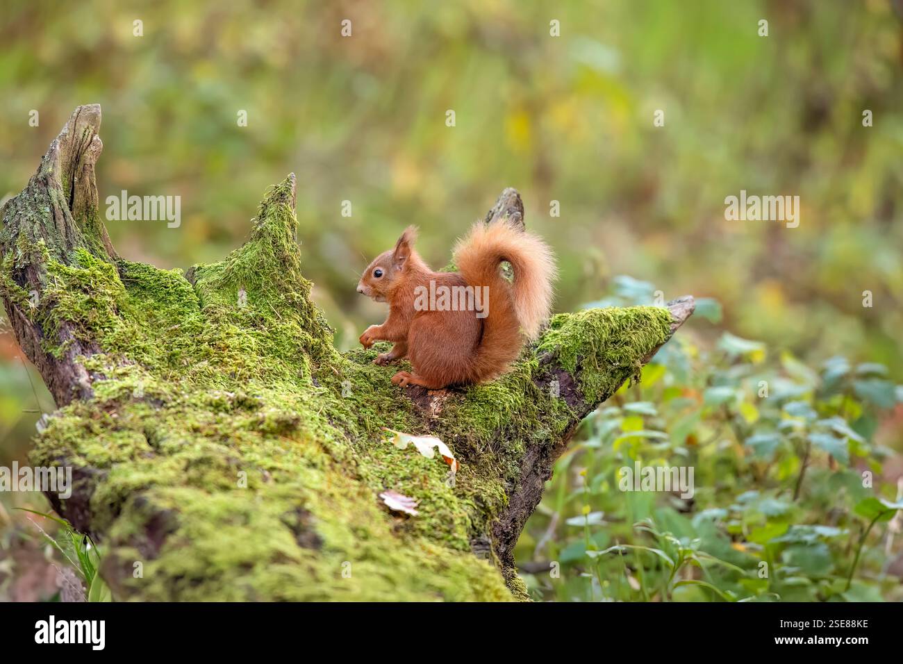 Red Squirrel on a moss covered fallen tree trunk Stock Photo - Alamy