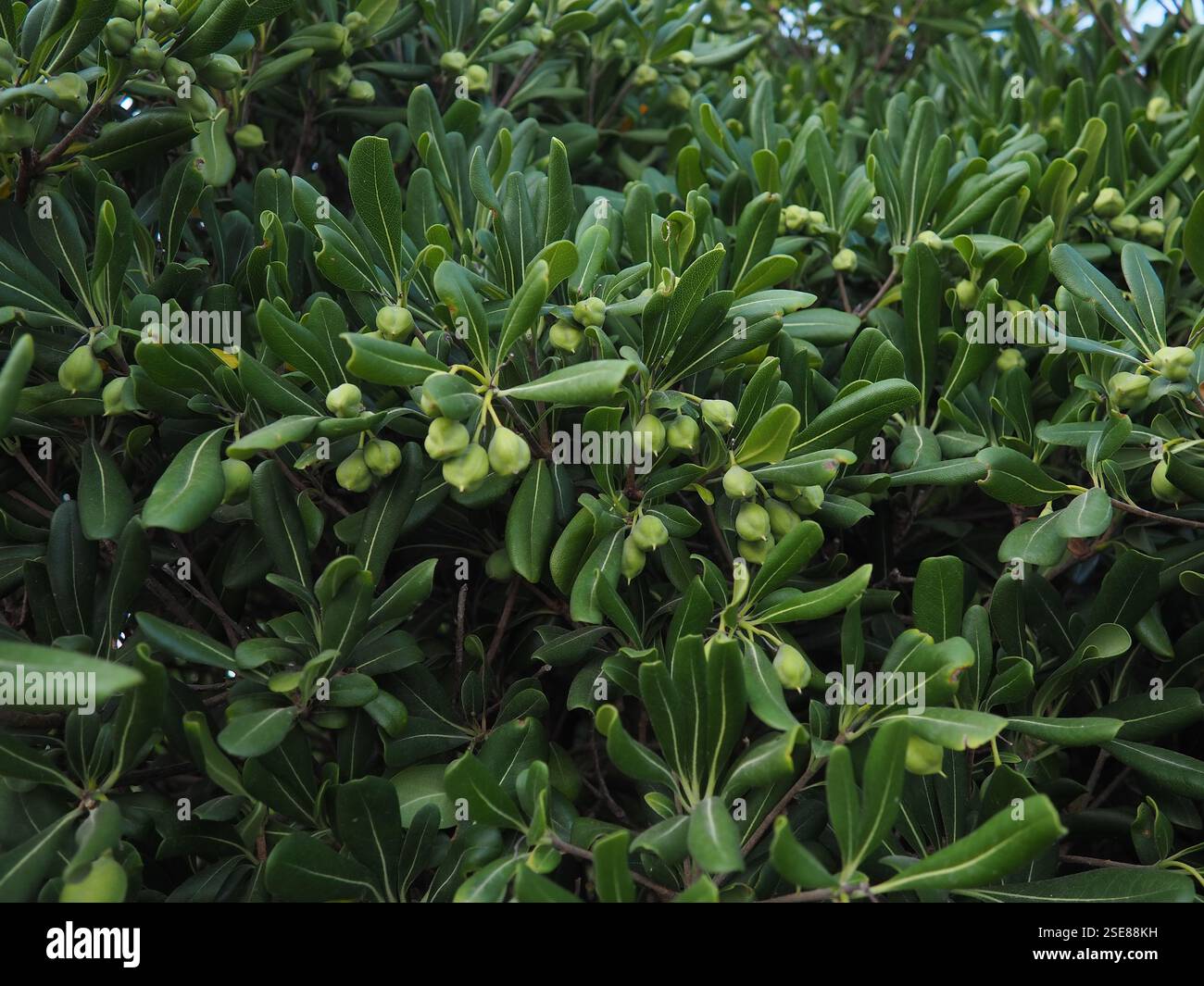 Pittosporum tobira is a species of sweet-smelling flowering plant in ...