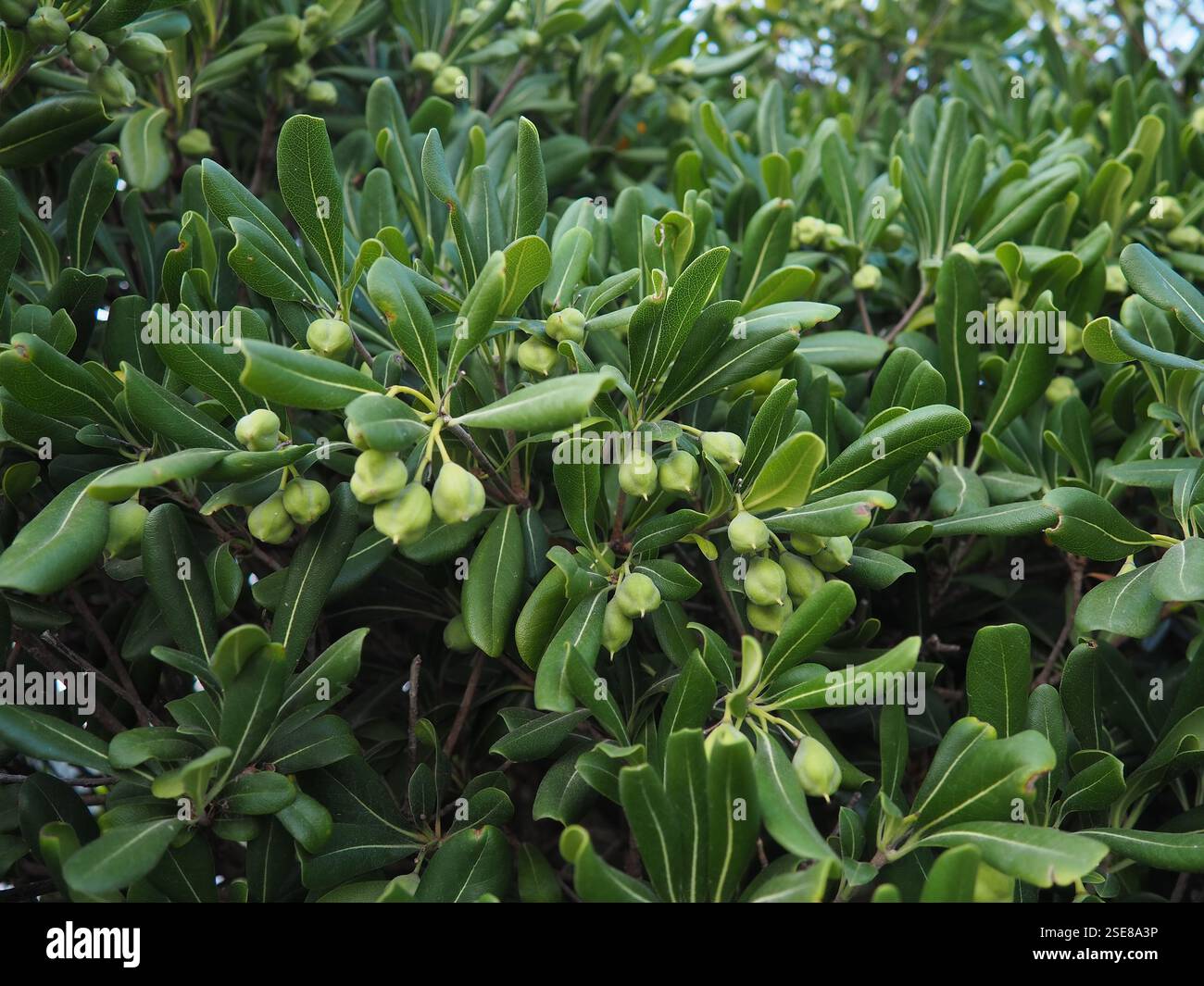 Pittosporum tobira is a species of sweet-smelling flowering plant in ...