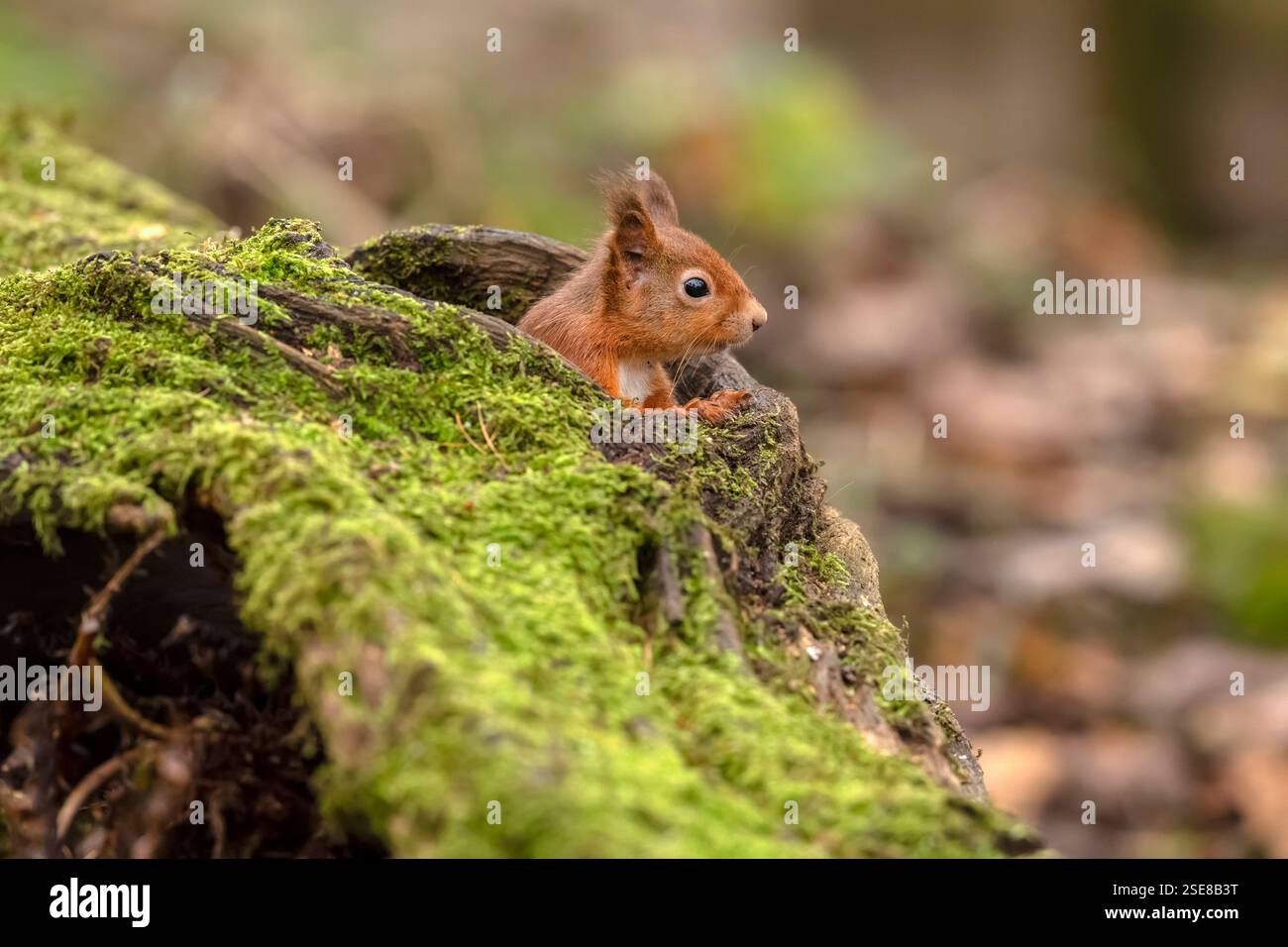 Red Squirrel peeping out of a hole on a fallen tree trunk Stock Photo ...