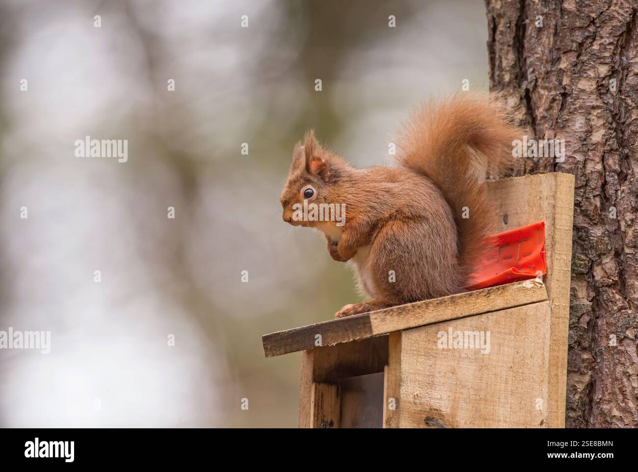 Red Squirrel on a feeding box Stock Photo - Alamy