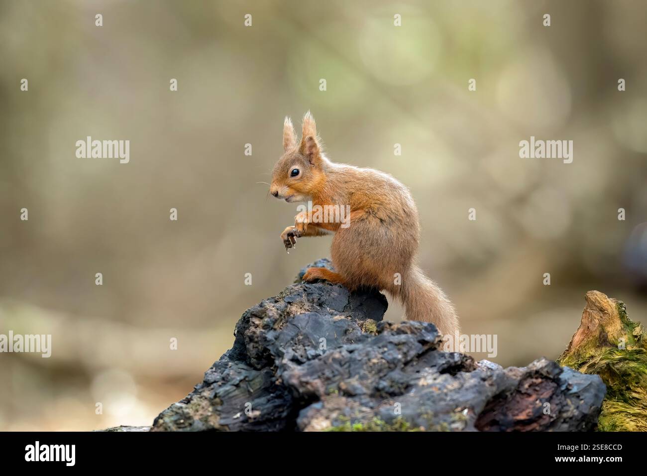 Tree squirrel on dead hi-res stock photography and images - Alamy