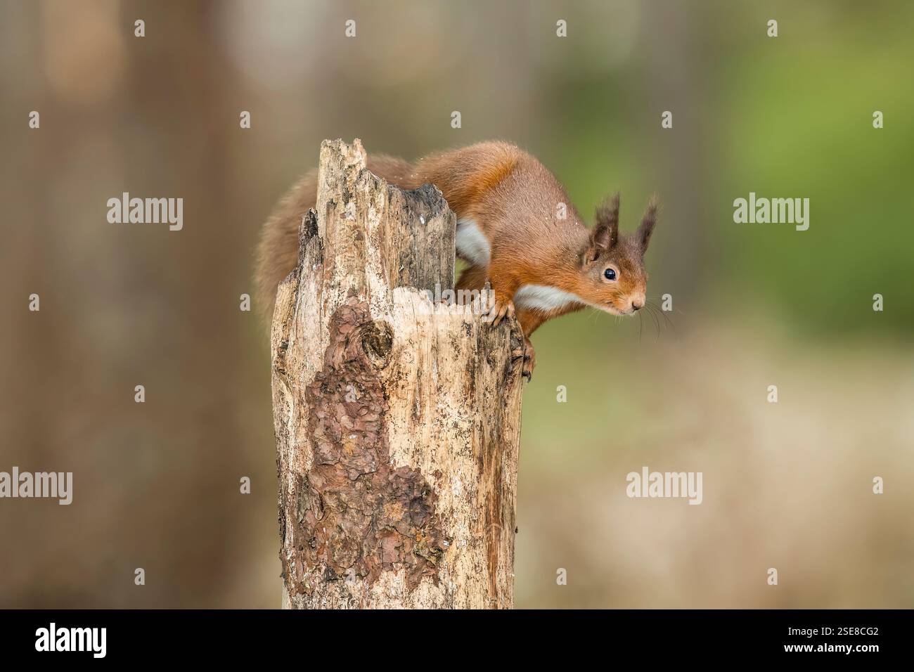 Red Squirrel running on dead tree stump Stock Photo - Alamy