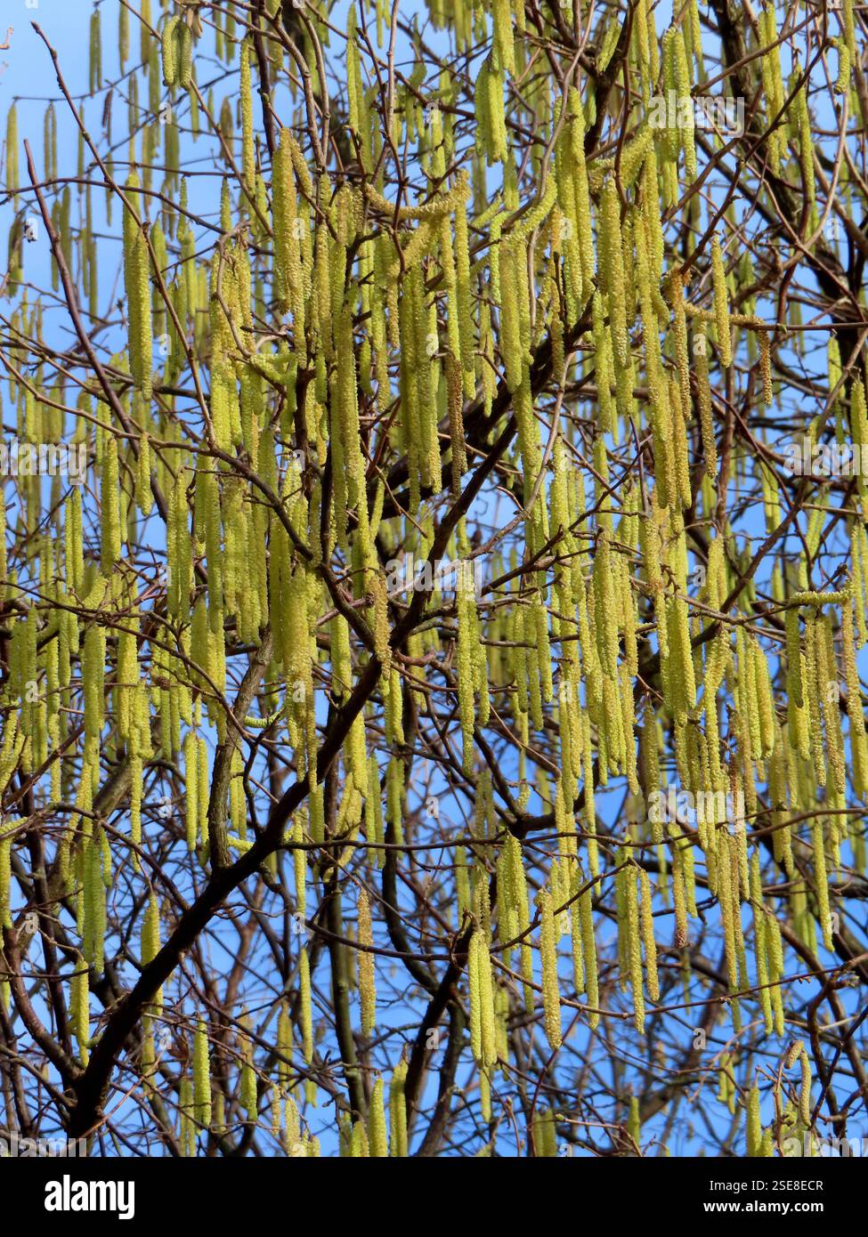 ...das Fruehjahr ist die Zeit der ersten Pollenfluege - so Erle, Hasel ...
