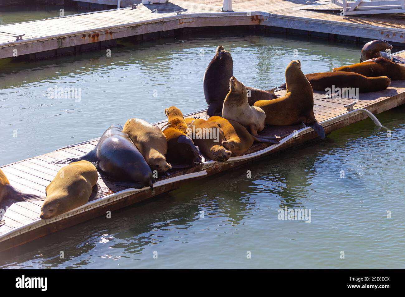 Seals in the sea bay at Pier 39 in San Francisco Stock Photo - Alamy