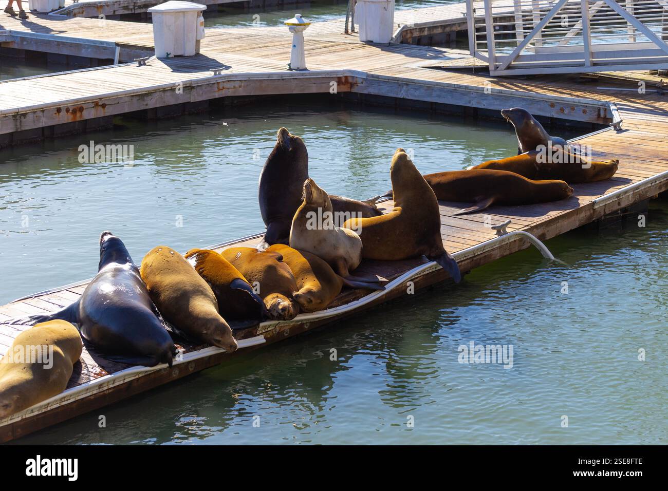 Seals in the sea bay at Pier 39 in San Francisco Stock Photo - Alamy