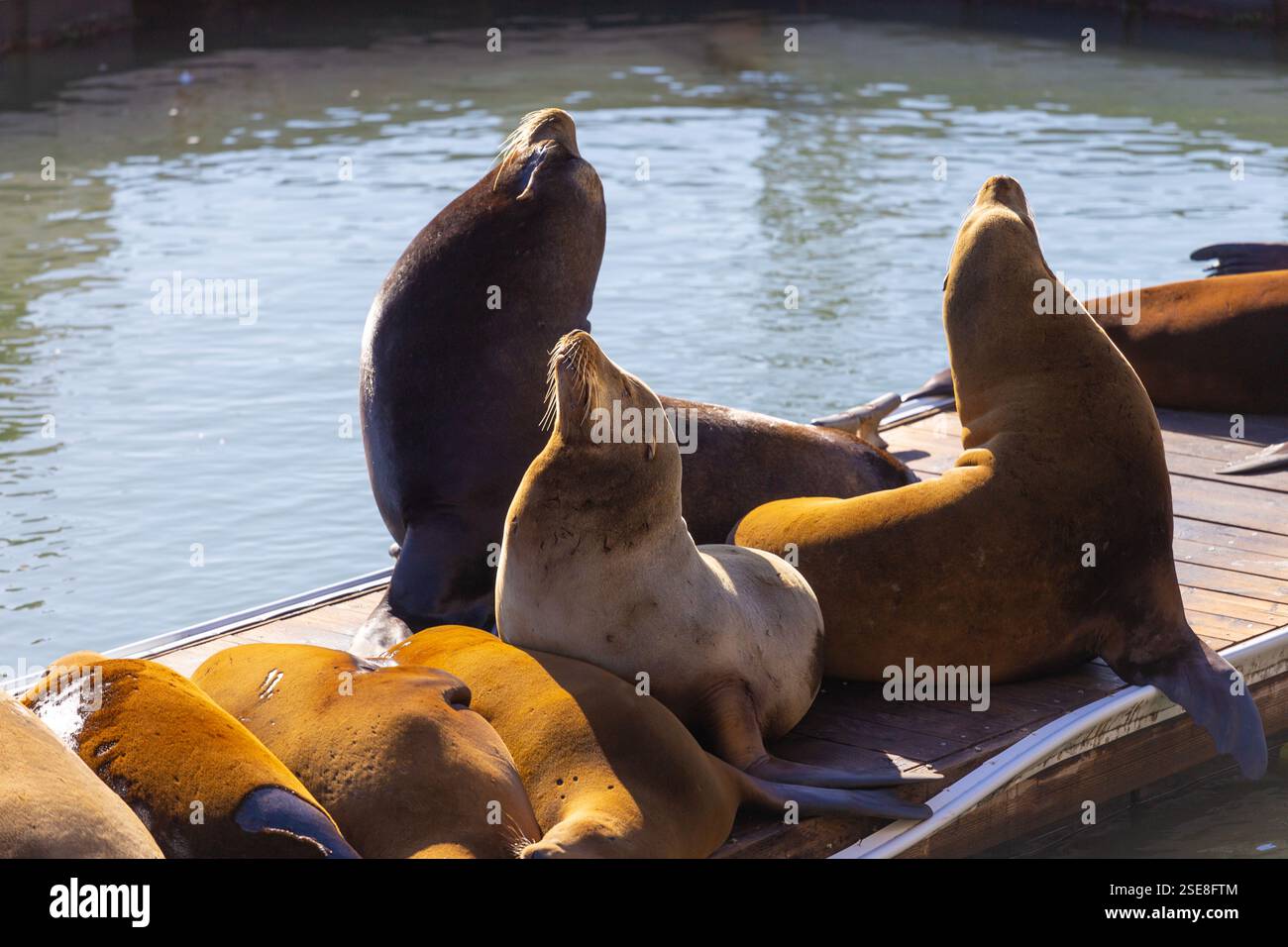 Seals in the sea bay at Pier 39 in San Francisco Stock Photo - Alamy