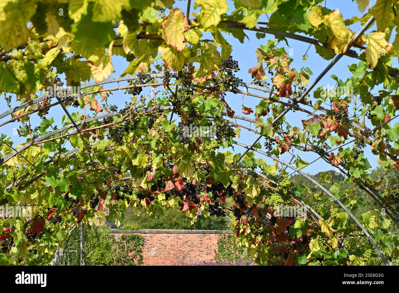 Black and green grapes Vitis vinifera, growing over an arch. UK garden ...