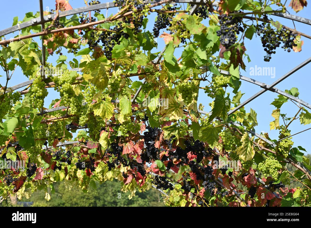 Black and green grapes Vitis vinifera, growing over an arch. UK garden ...