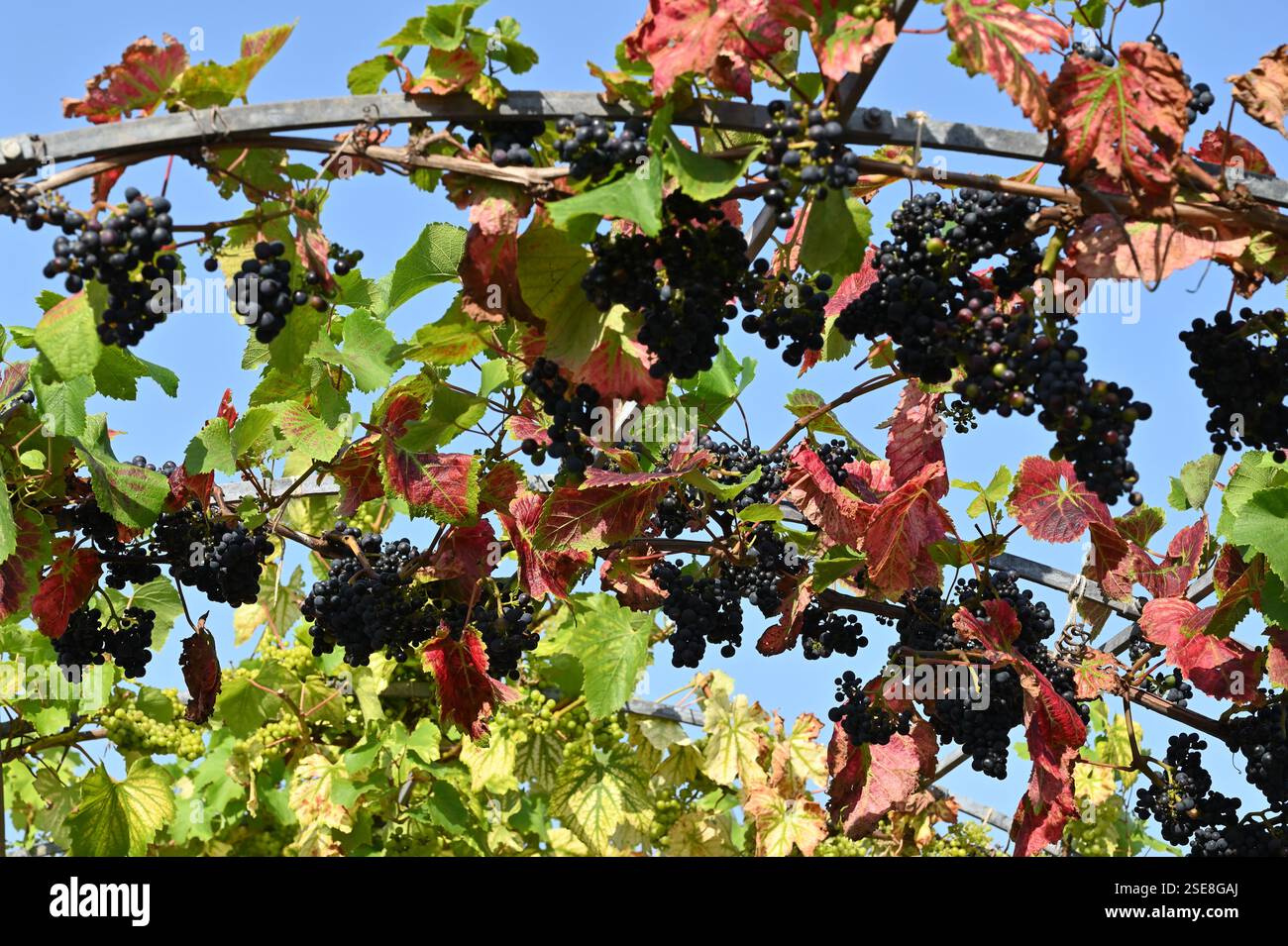 Black and green grapes Vitis vinifera, growing over an arch. UK garden ...