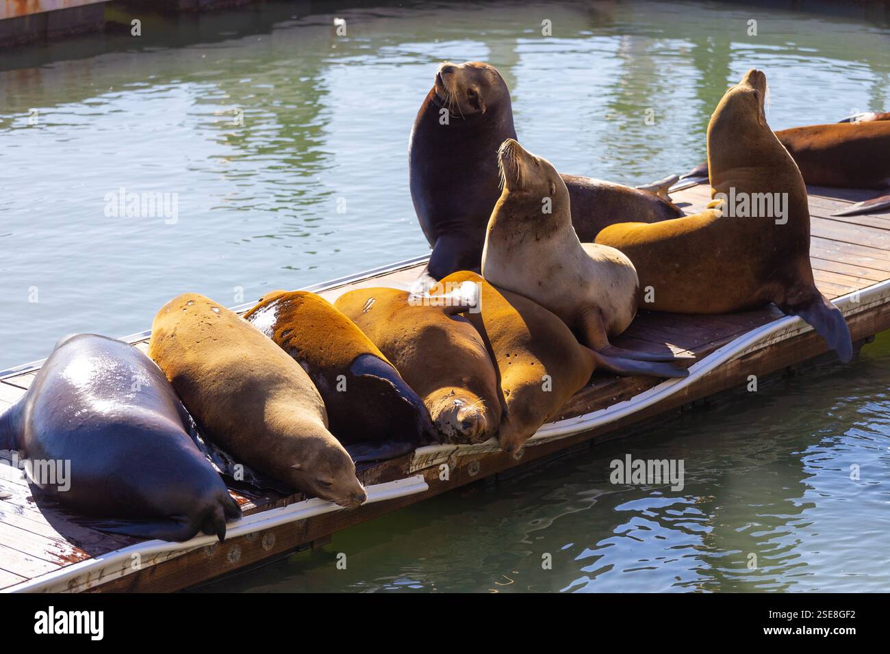 Seals in the sea bay at Pier 39 in San Francisco Stock Photo - Alamy