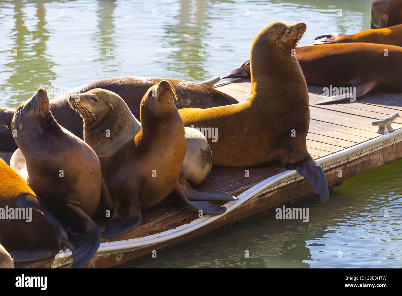 Group harbor seals swimming hi-res stock photography and images - Alamy