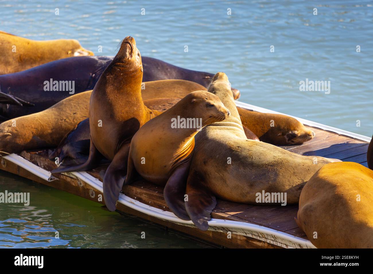 Seals in the sea bay at Pier 39 in San Francisco Stock Photo - Alamy