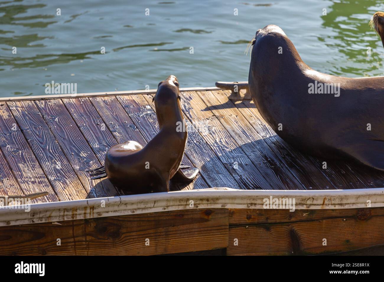 Seals in the sea bay at Pier 39 in San Francisco Stock Photo - Alamy