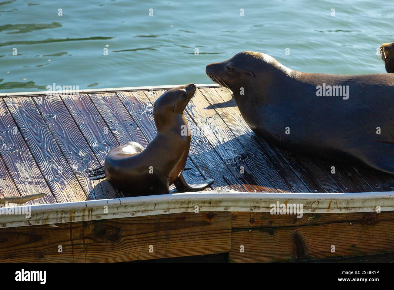 Seals in the sea bay at Pier 39 in San Francisco Stock Photo - Alamy