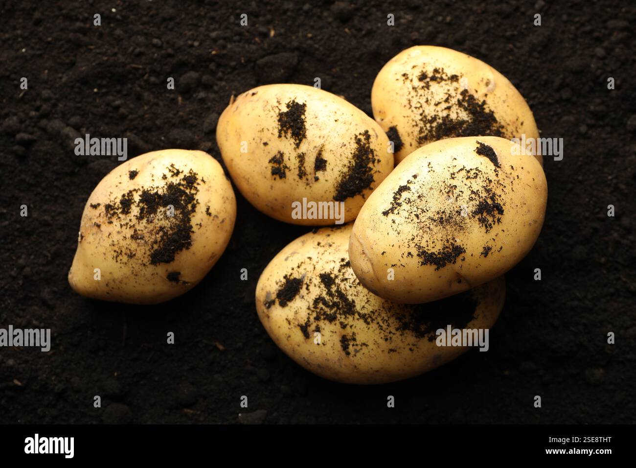 Potatoes soil top view hi-res stock photography and images - Alamy