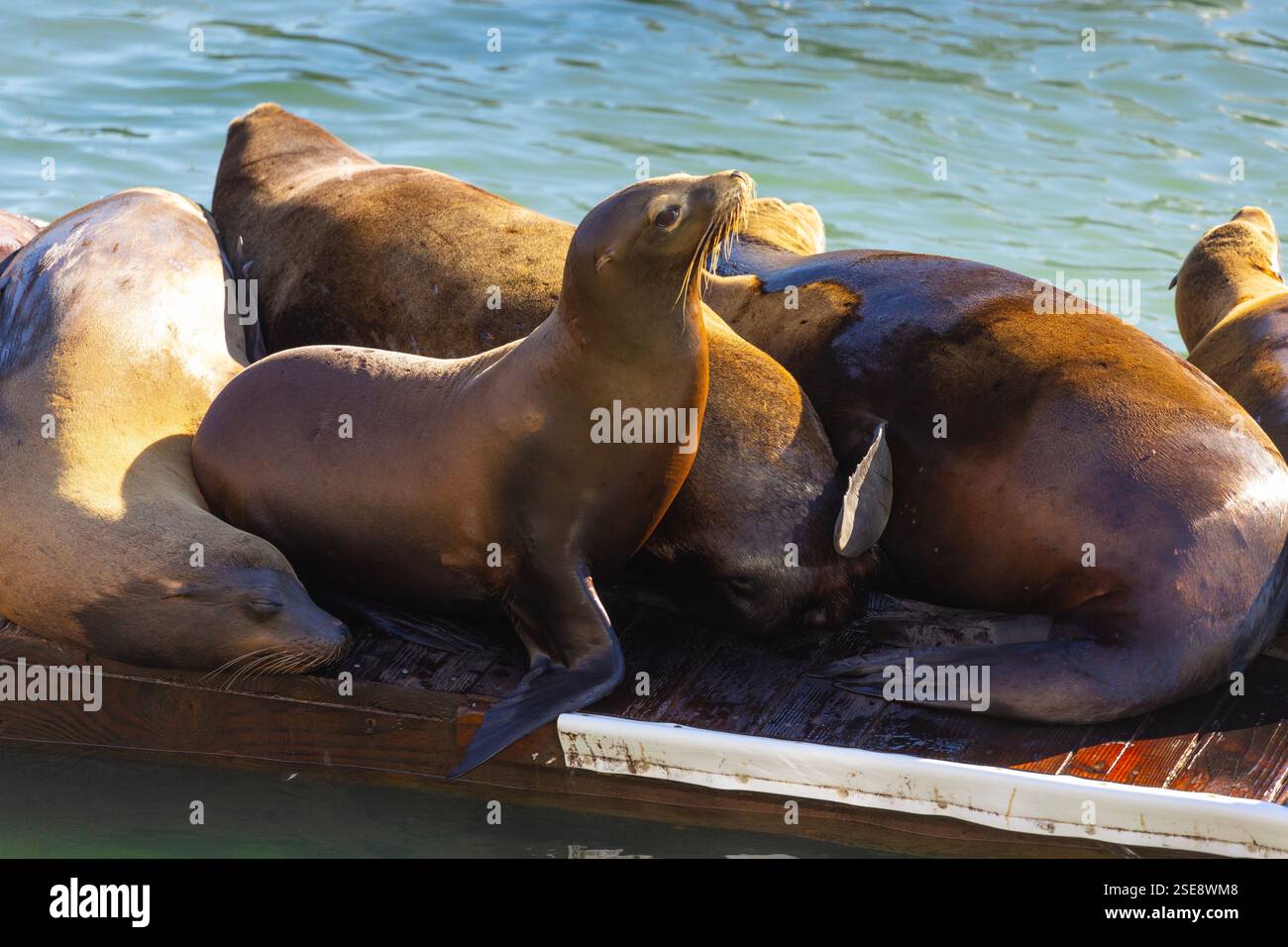 Seals in the sea bay at Pier 39 in San Francisco Stock Photo - Alamy