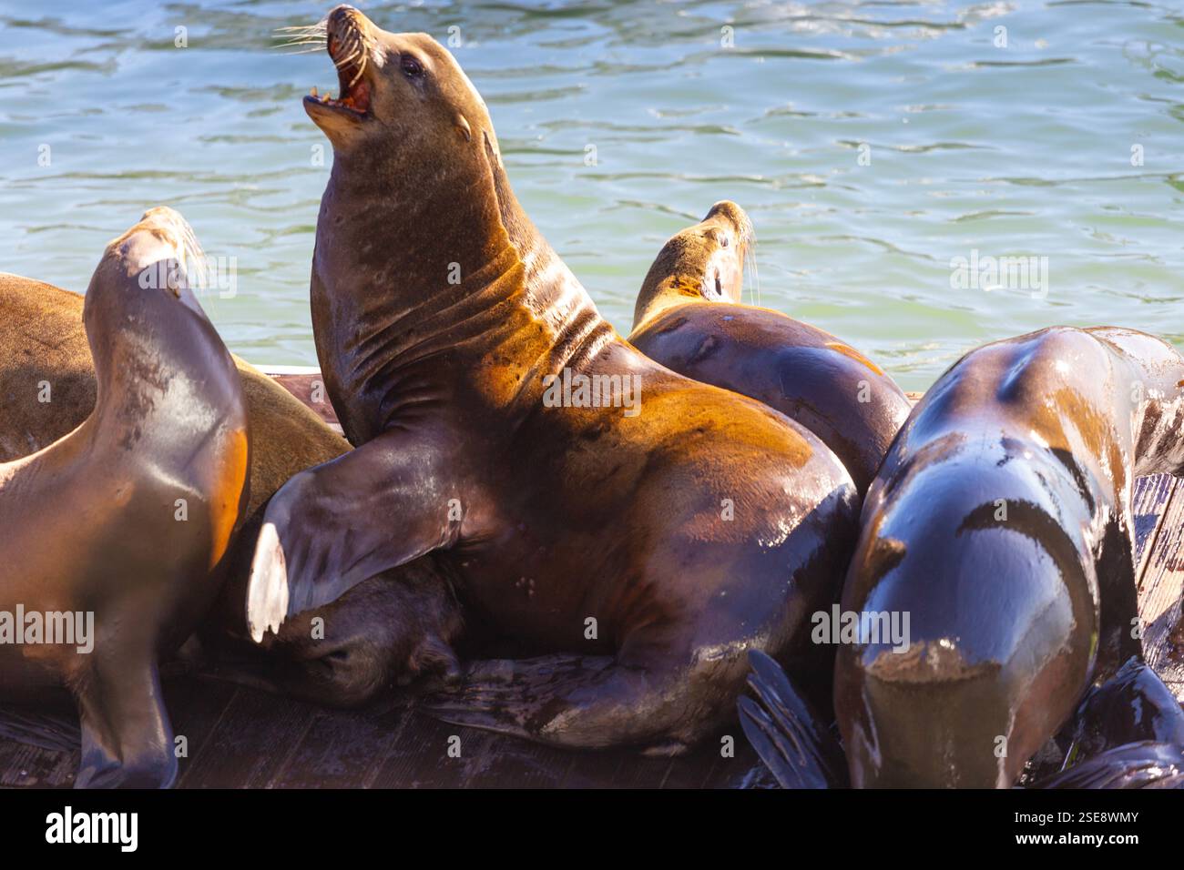 Seals in the sea bay at Pier 39 in San Francisco Stock Photo - Alamy