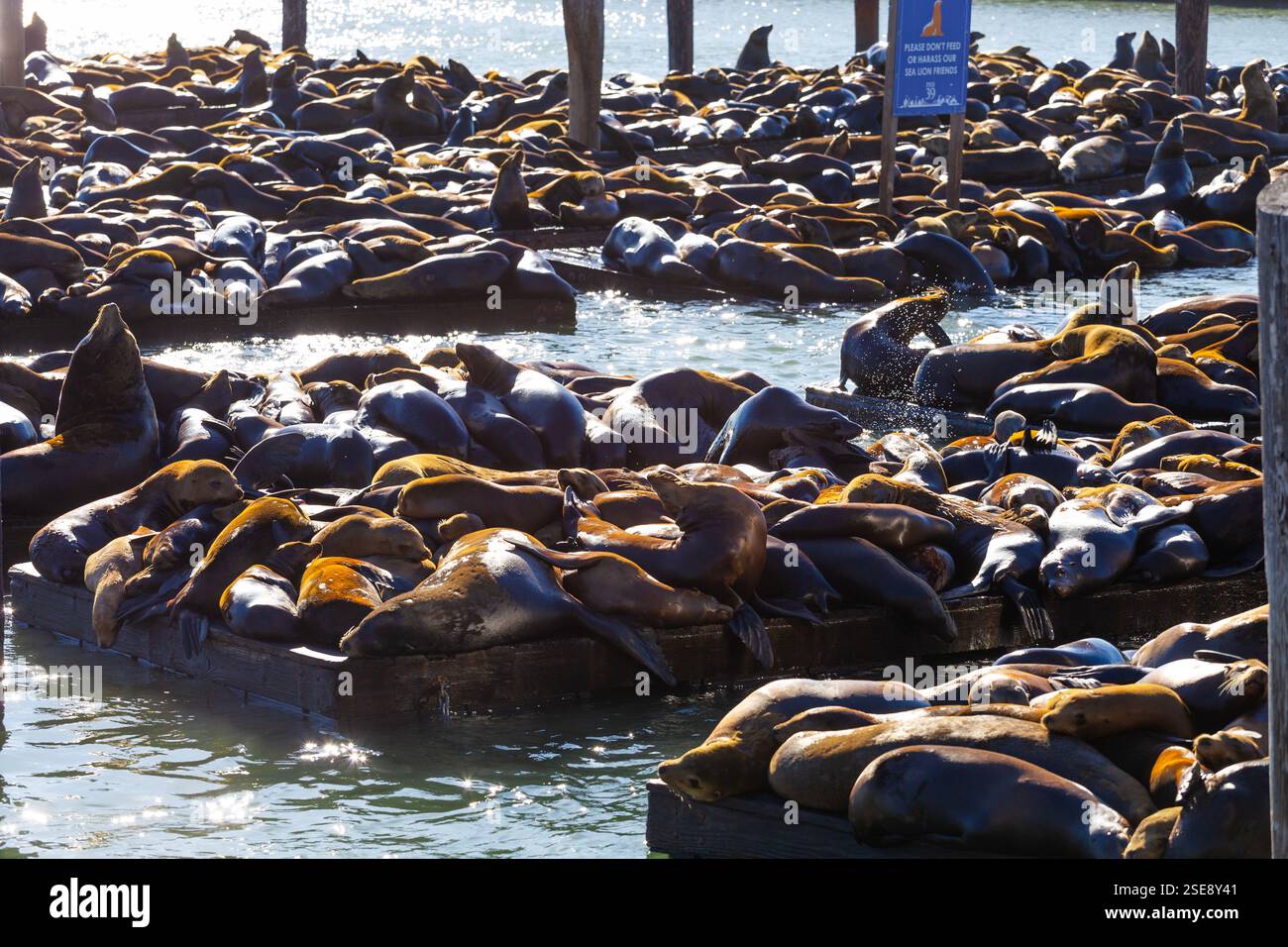 Seals in the sea bay at Pier 39 in San Francisco Stock Photo - Alamy