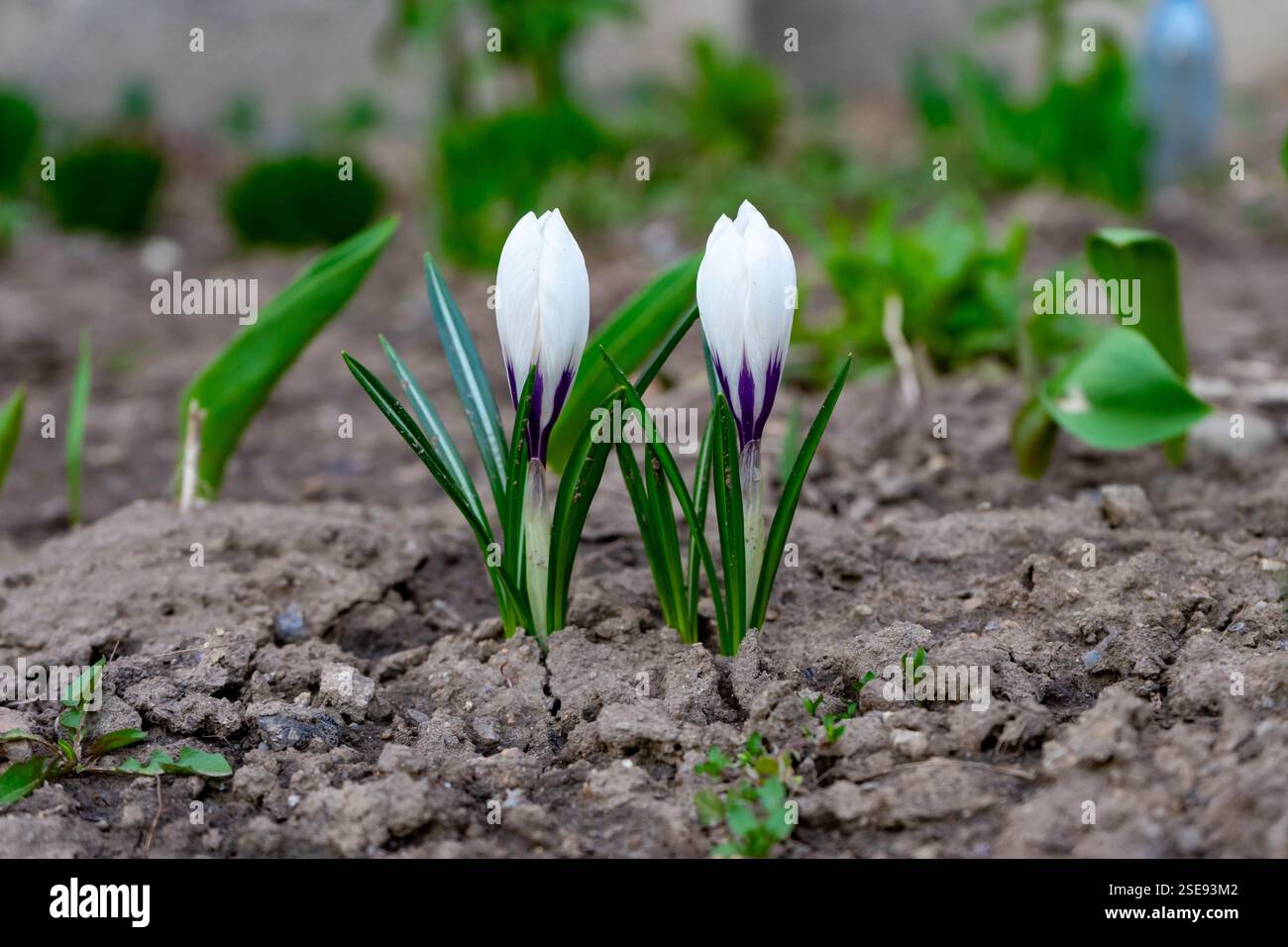 Two white crocuses with violet tips emerge from the dry soil in a ...