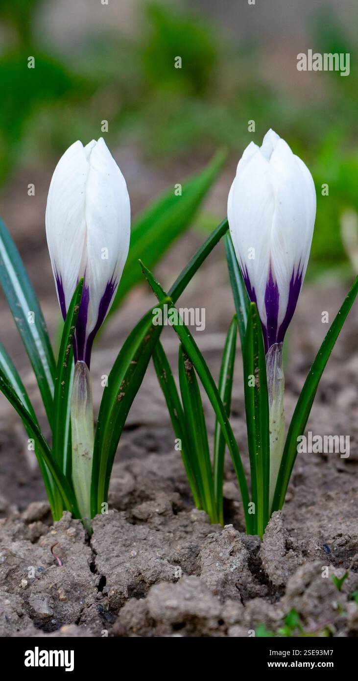 Purple crocus flowers emerge from hi-res stock photography and images ...