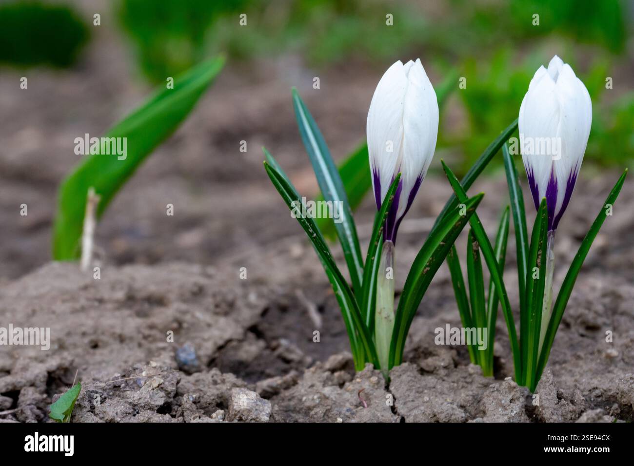White crocuses with purple tips emerge from the earth in a garden ...