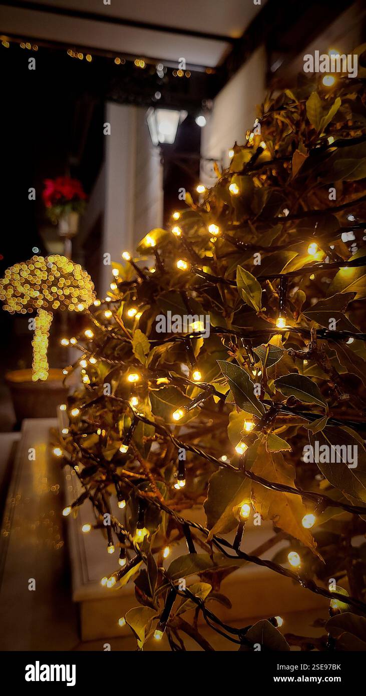 The photograph shows a bush densely decorated with a garland of warm ...