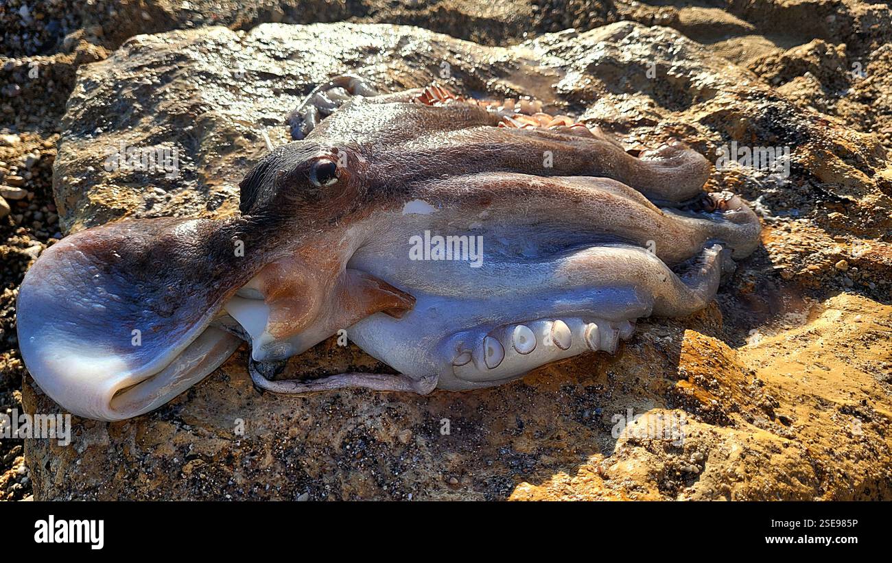 The photo shows a large octopus Stock Photo - Alamy