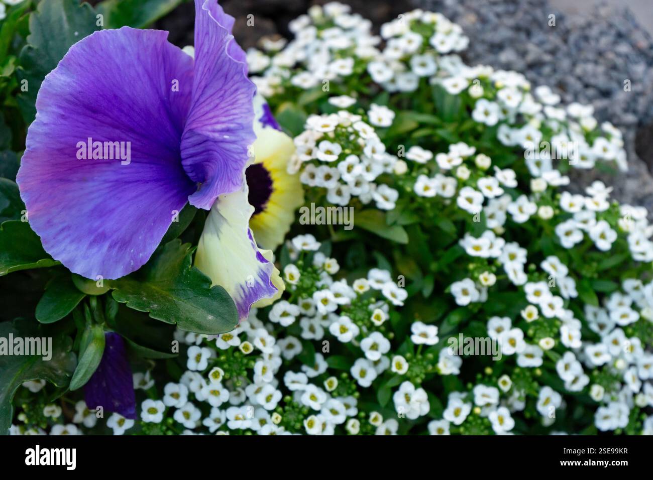 A vibrant purple pansy blooms alongside clusters of small white flowers ...