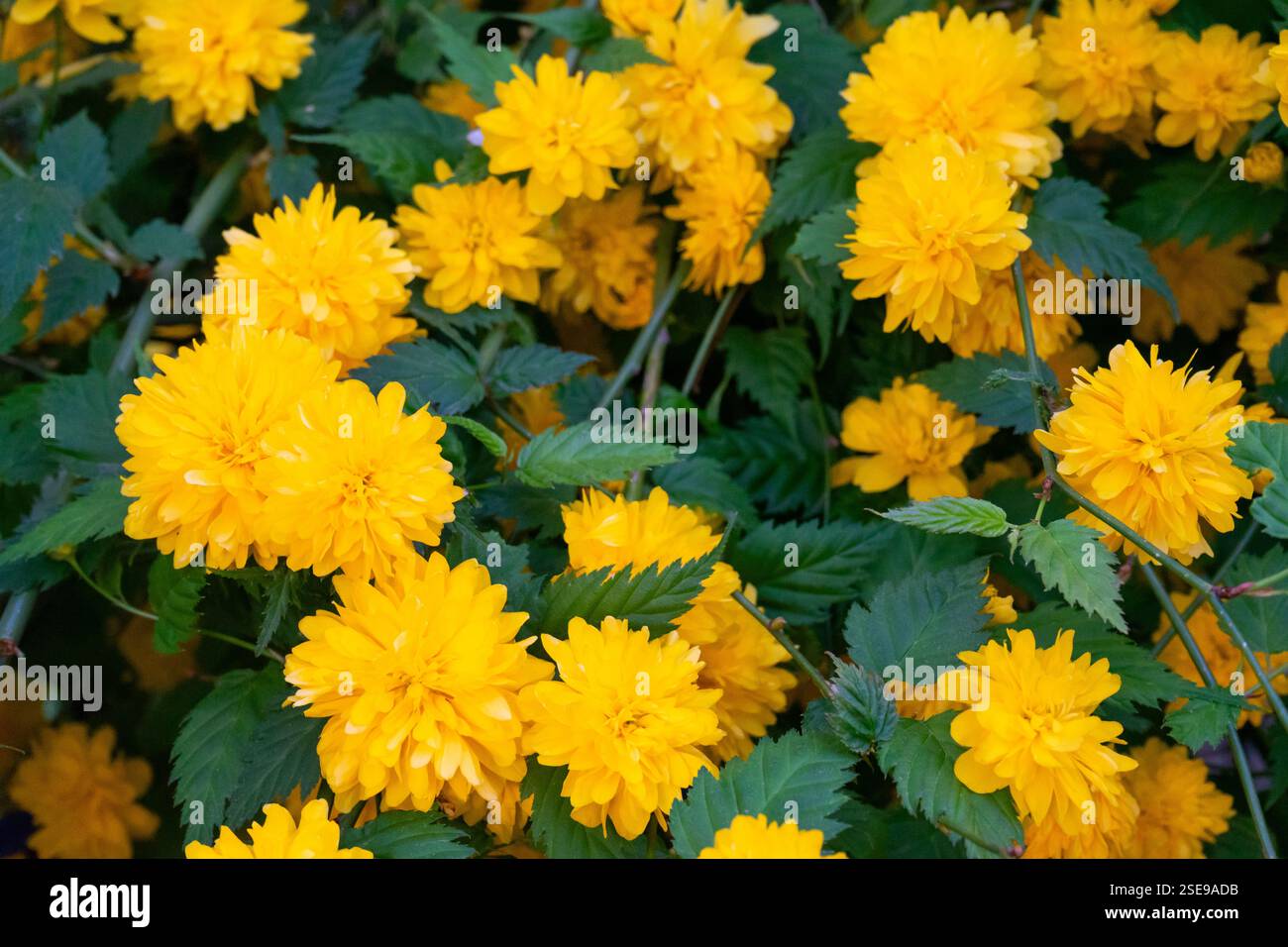 Vivid yellow blooms burst forth among dark green leaves, creating a ...