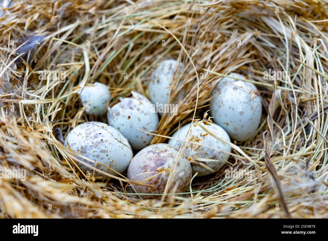 A close view of a nest made of dry grass and straw, holding several ...